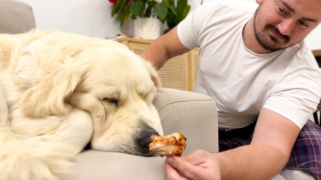 Dad uses food to wake a sleeping golden retriever