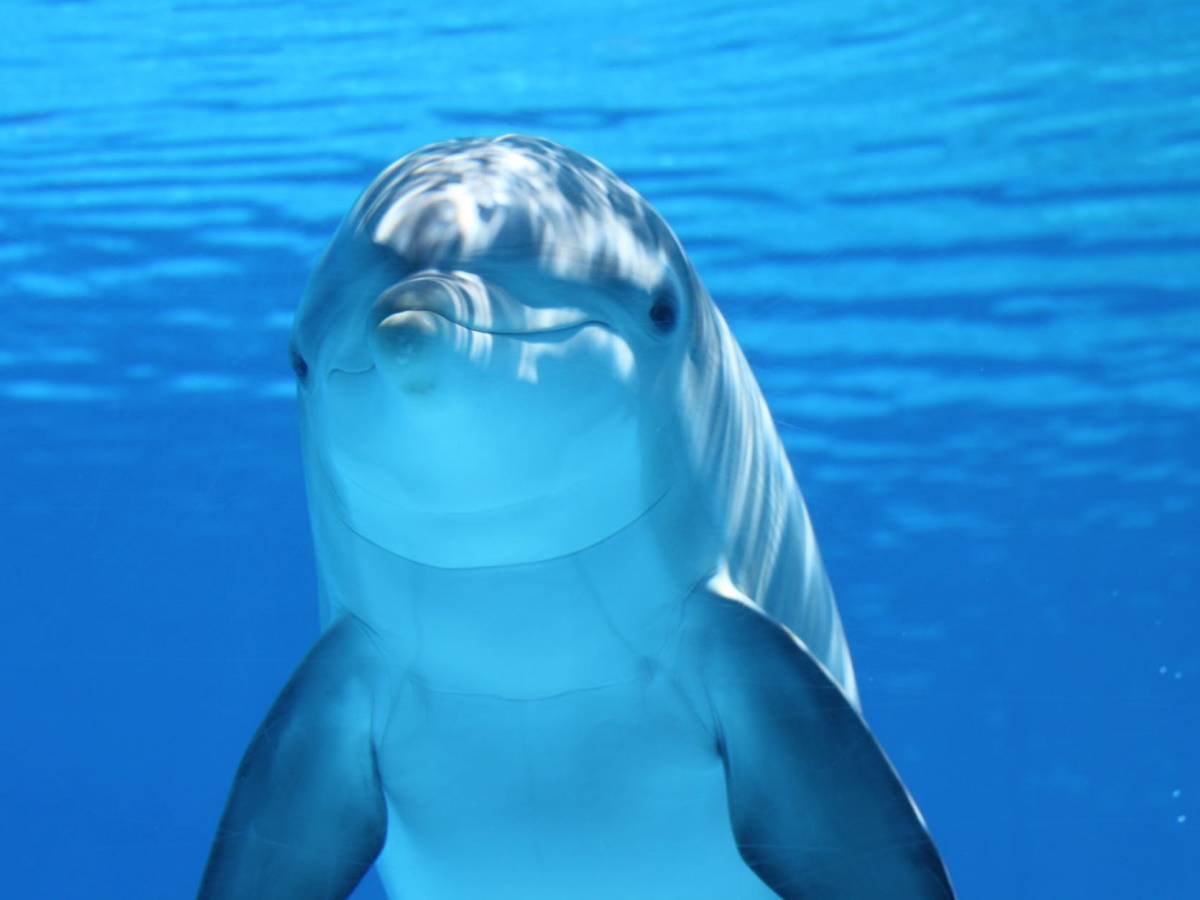 Uno studio rivela che le femmine di delfino riconoscono i maschi ...