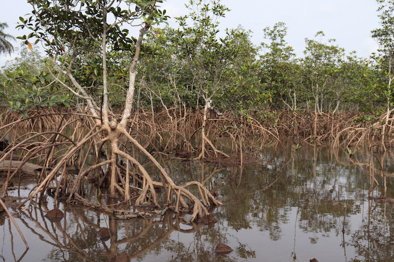 Despite oil spills in Nigeria’s mangrove forests, Shell continued ...