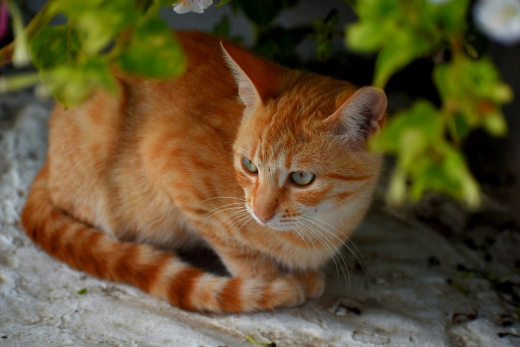 Why your indoor cat goes crazy during outdoor walks