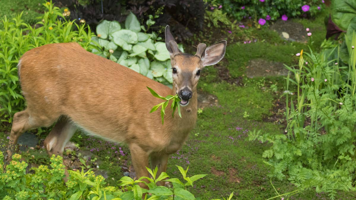 Discover the best native plants to deter deer from your garden
