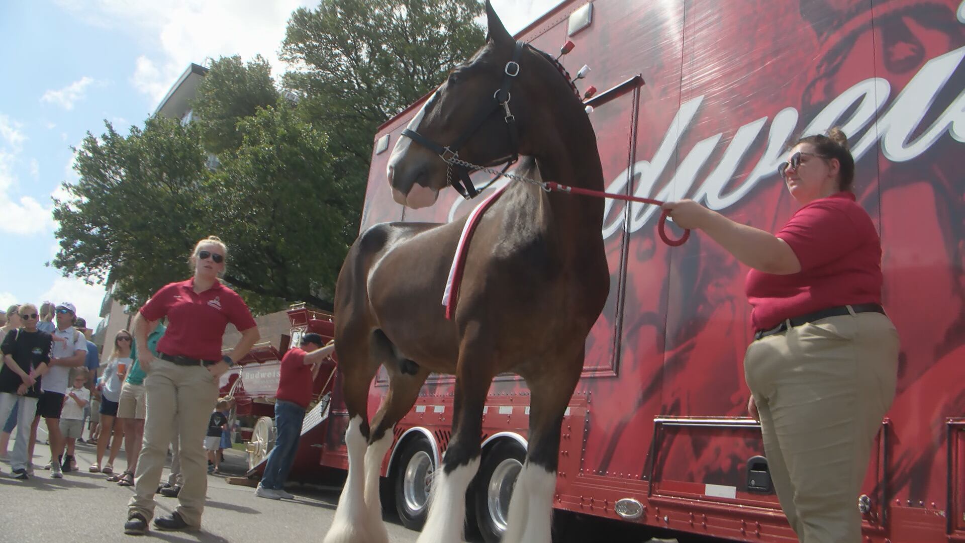 Budweiser Clydesdales visit Savannah for America 250 parade