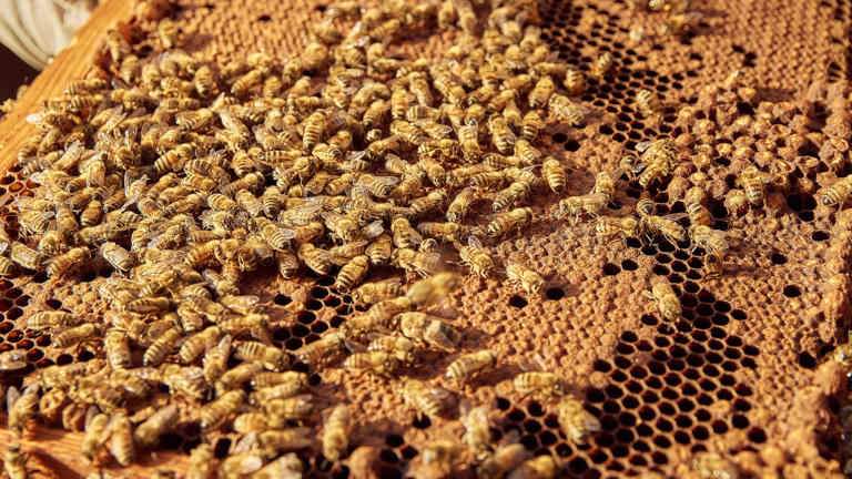 A toddler’s question led scientists to bees’ hidden queen-building caste