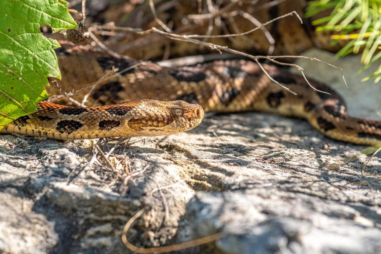 If an SC copperhead snake or rattlesnake bites you and you have no cell ...