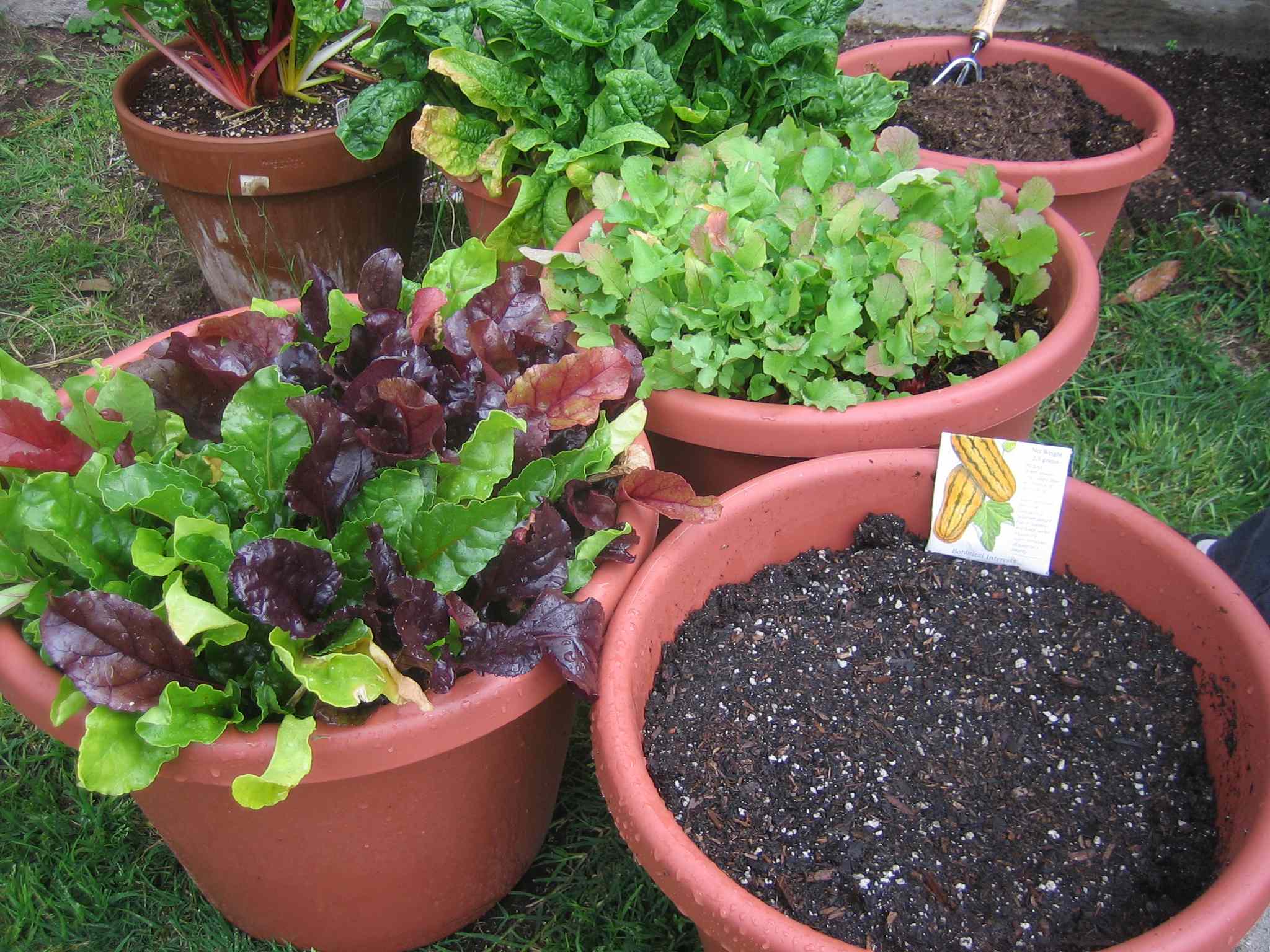 What's the white stuff in my potting mix?