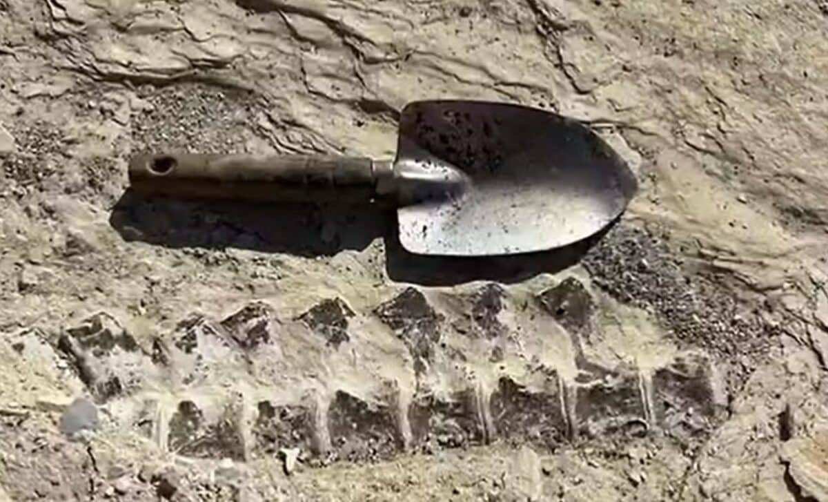 A 12-year-old boy on a field trip found giant 80-million-year-old ...