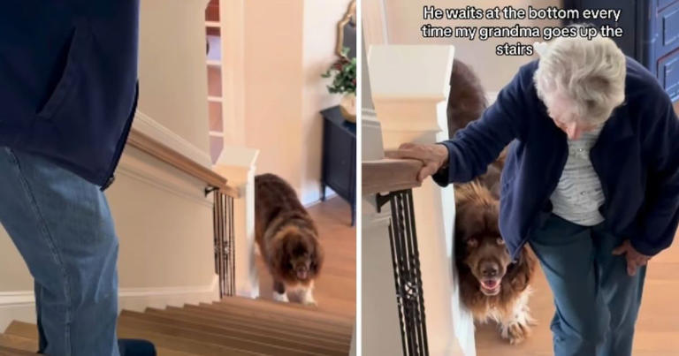 Big dog knows he must make sure grandma's safe while she climbs the stairs