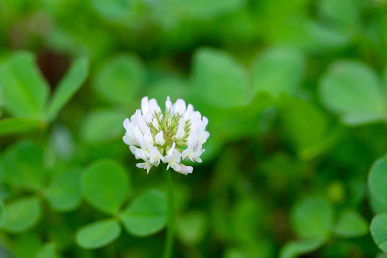 Clover taking over your lawn? Here’s how to remove it without damaging ...