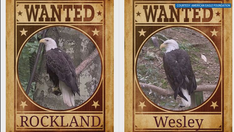 Search continues for 2 bald eagles that escaped from Dollywood aviary