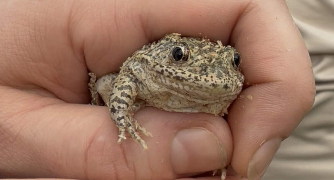Hundreds of America's rarest frogs were released in a South Mississippi ...