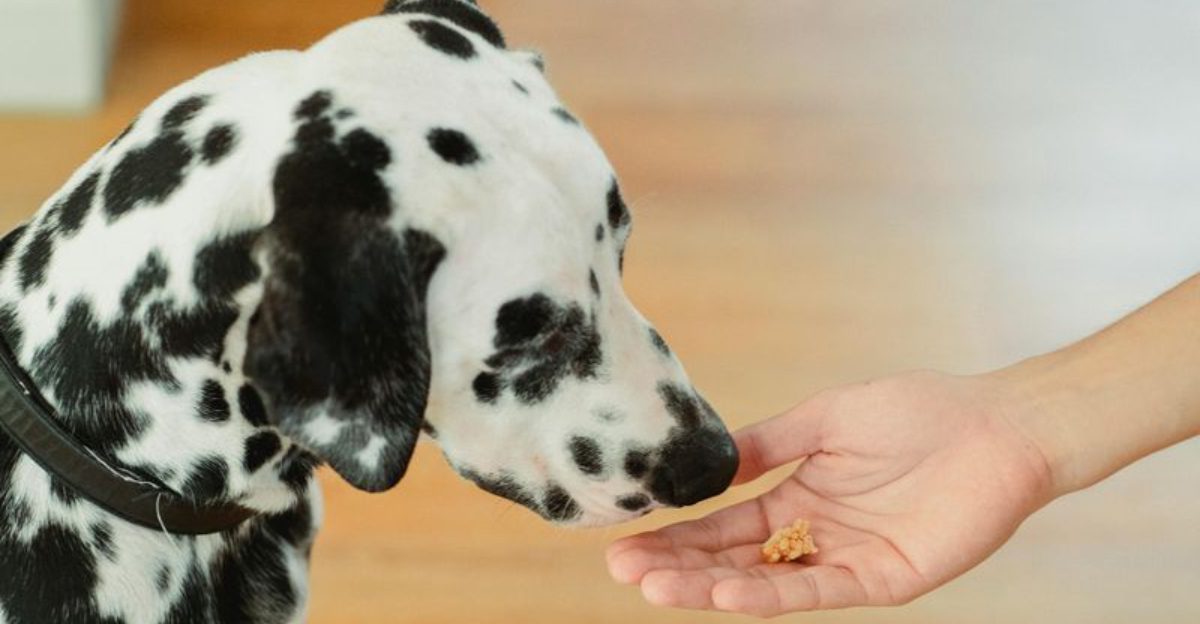 10 practical tips owners use to calm barking and restore peace