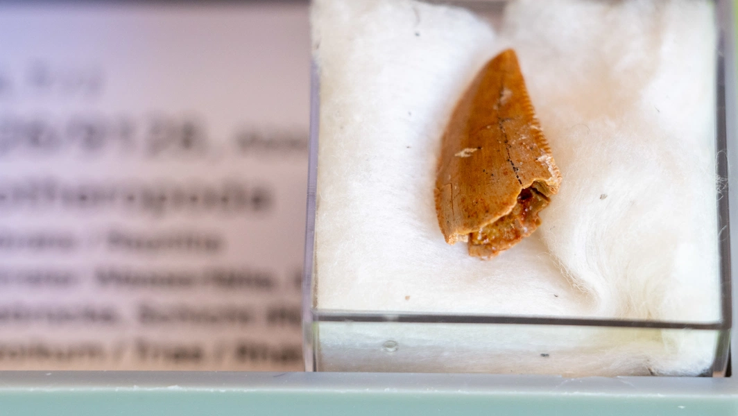 Four-winged dinosaur fossil sheds light on bird evolution