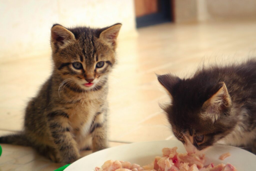 Is your cat a picky eater? Try these 10 simple solutions