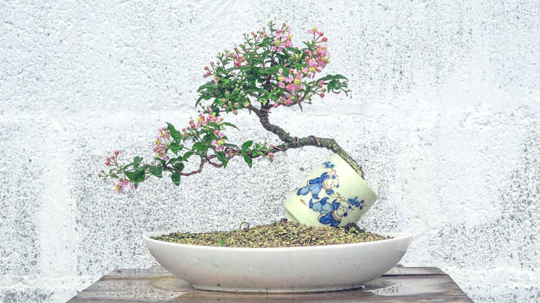 13 common shrubs that can actually become stunning bonsai trees