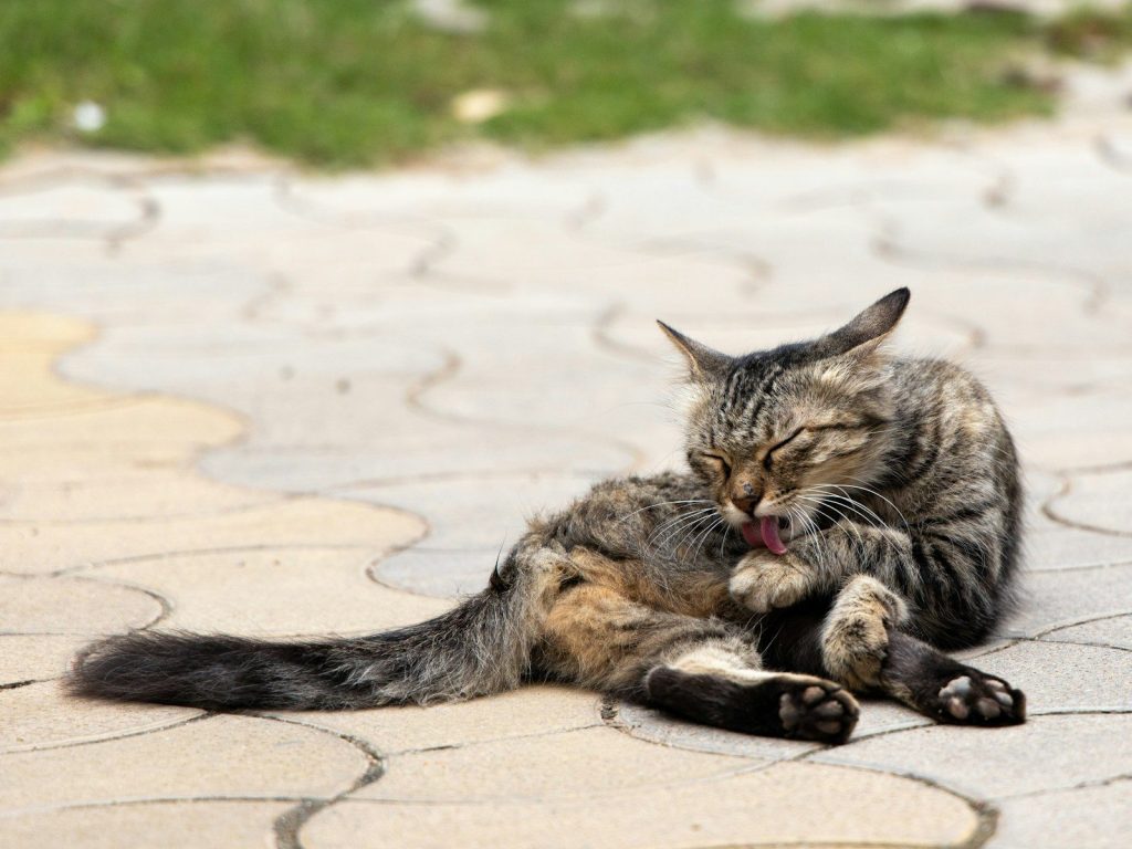 Why a stray cat refused to leave his sleeping friend