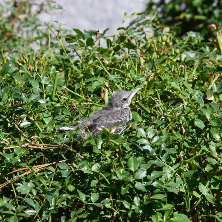 Destined to soar: Baby mockingbird rescued by Nature Camp in Summerville