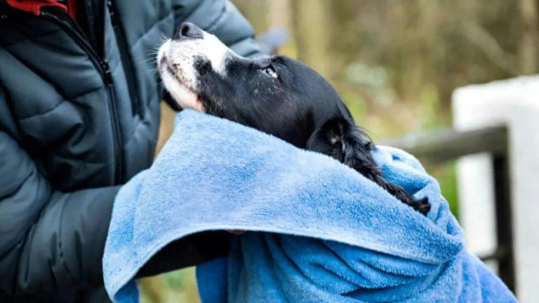 This is why your pets need regular grooming: 5 simple hacks to clean ...