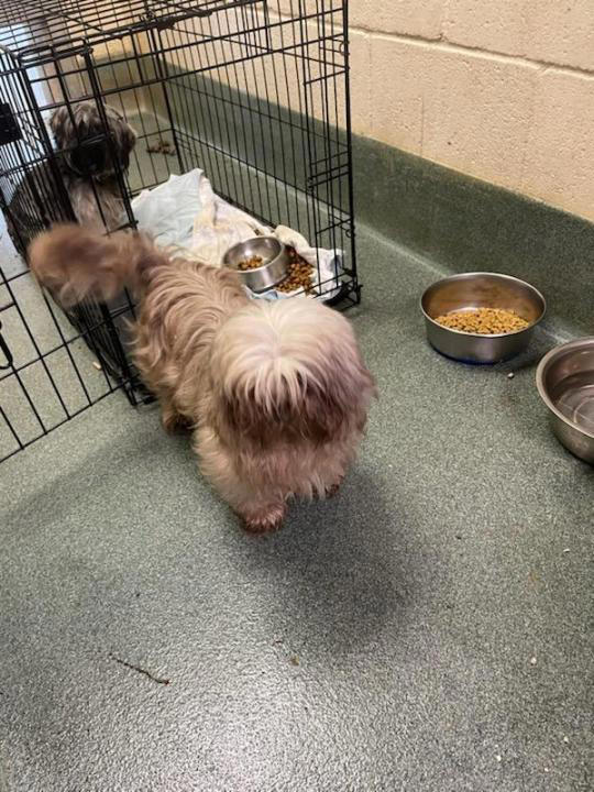 6 dogs abandoned in crates along Rehoboth road