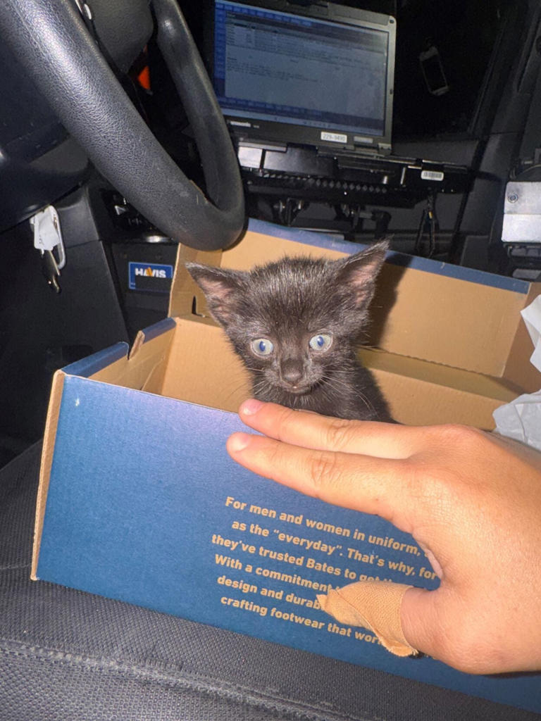 Troopers rescue tiny kitten from I-395 in Alexandria