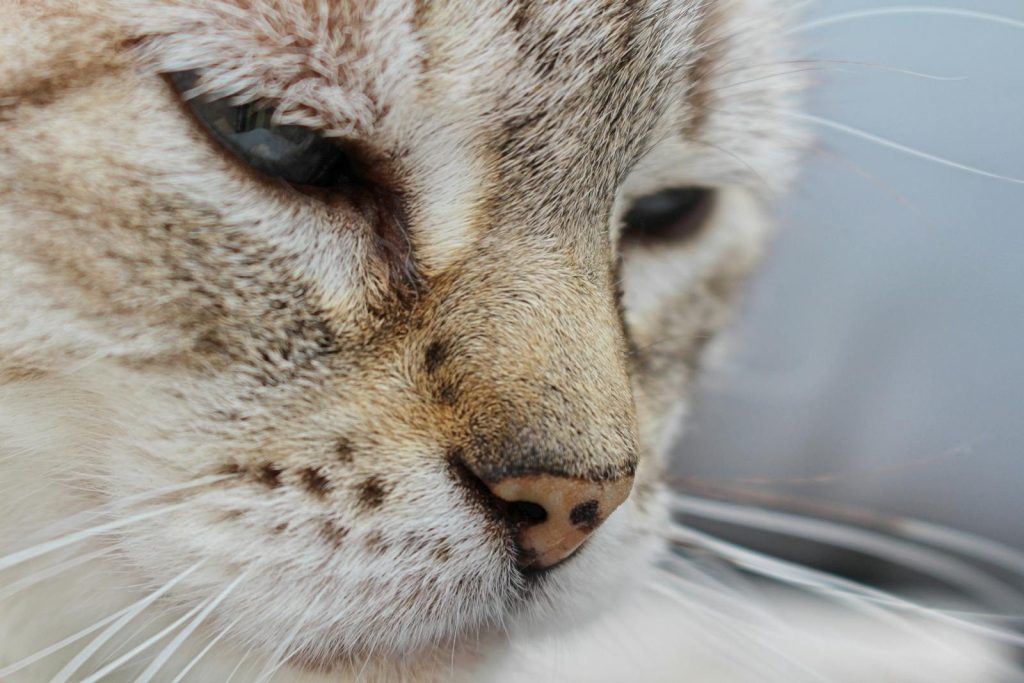 The genetic mystery behind a kitten with furry arm whiskers