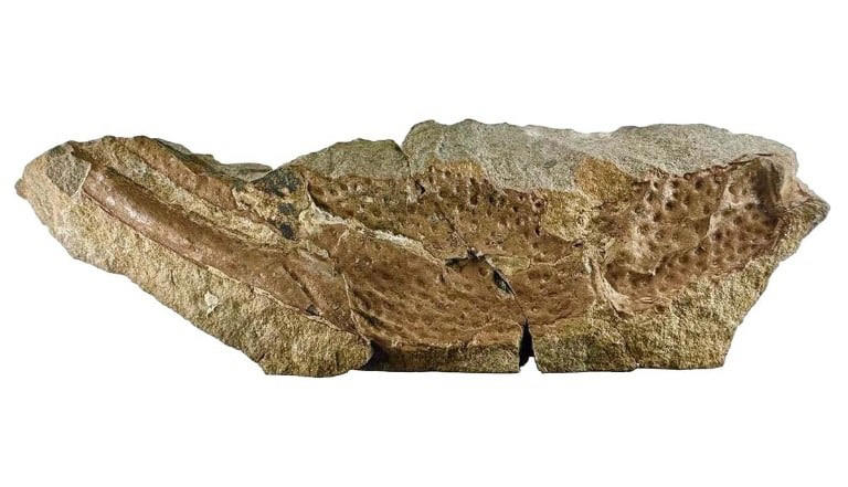 Scientists identified a fossil giant scorpion that reached 3 feet long ...