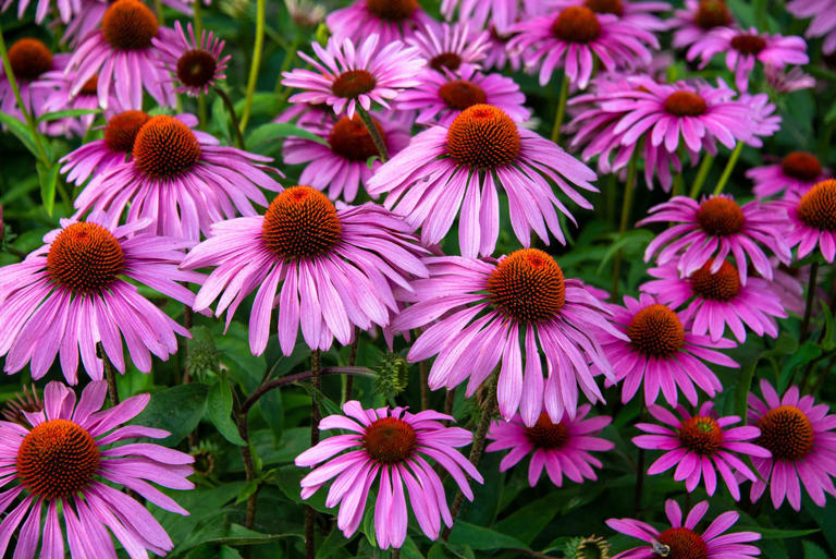 7 fast-growing summer flowers for a colorful garden in no time