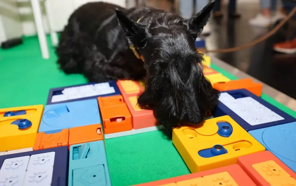 Vets highlight brain-boosting toys to curb dog boredom