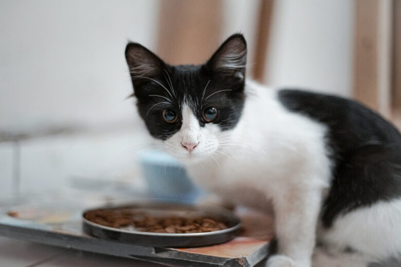 Is your cat a picky eater? Try these 10 simple solutions