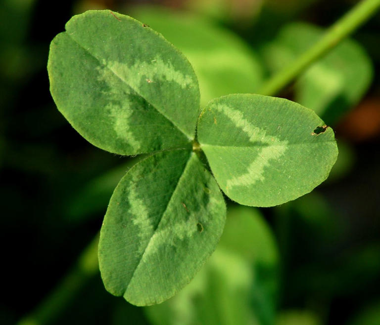 Clover taking over your lawn? Here’s how to remove it without damaging ...