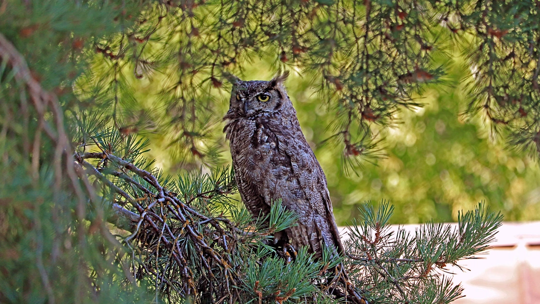 Turn your backyard into an owl haven