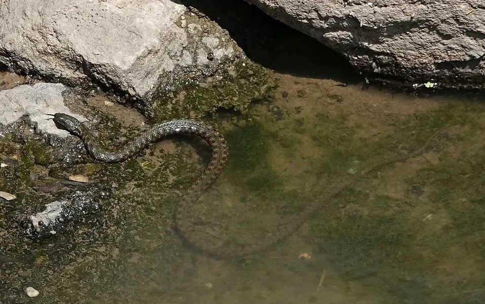 Water snake secrets every nature lover should know