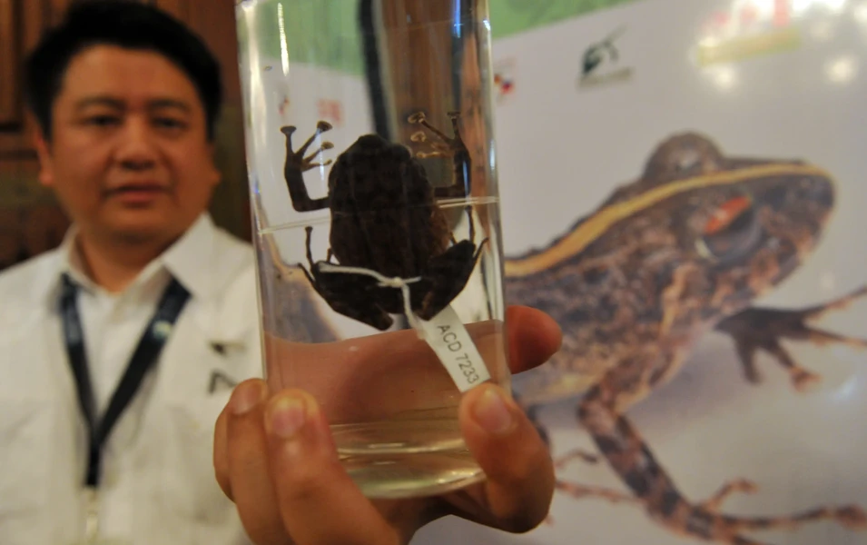 Tiny frogs, big discoveries in the wild