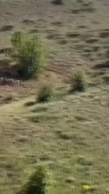 Elazığ'da koruma altındaki dağ keçileri sürü halinde görüntülendi