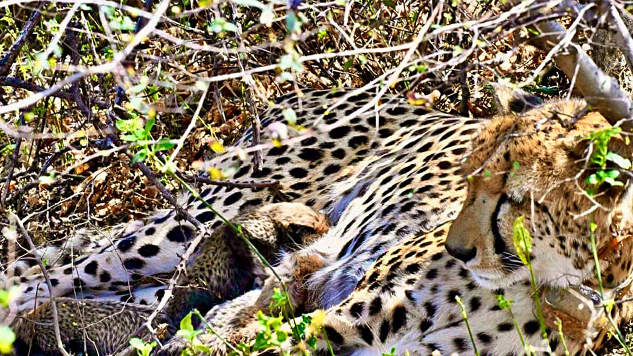 Cheetah dies from injuries in Kuno, total population in India is 52
