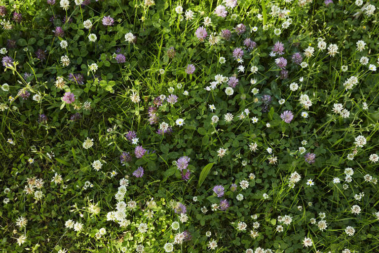 Clover taking over your lawn? Here’s how to remove it without damaging ...
