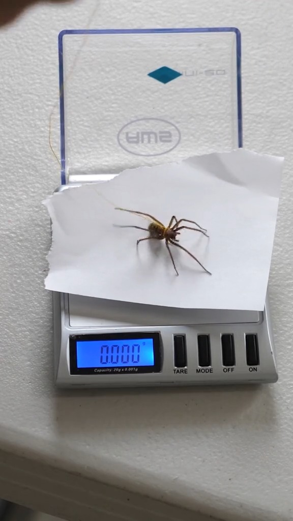 How strong are spiders?