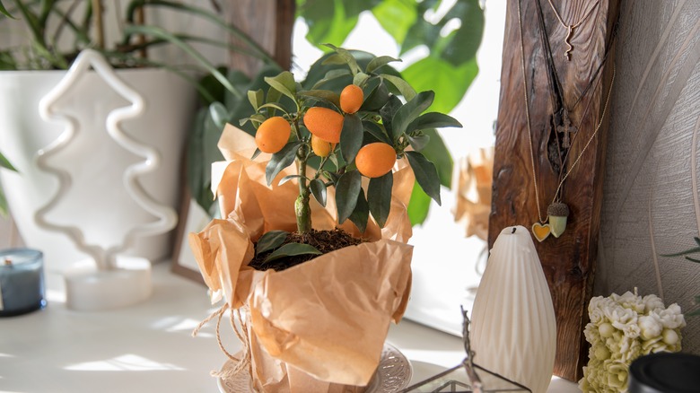 19 indoor fruit trees you can grow indoors for fresh produce year-round