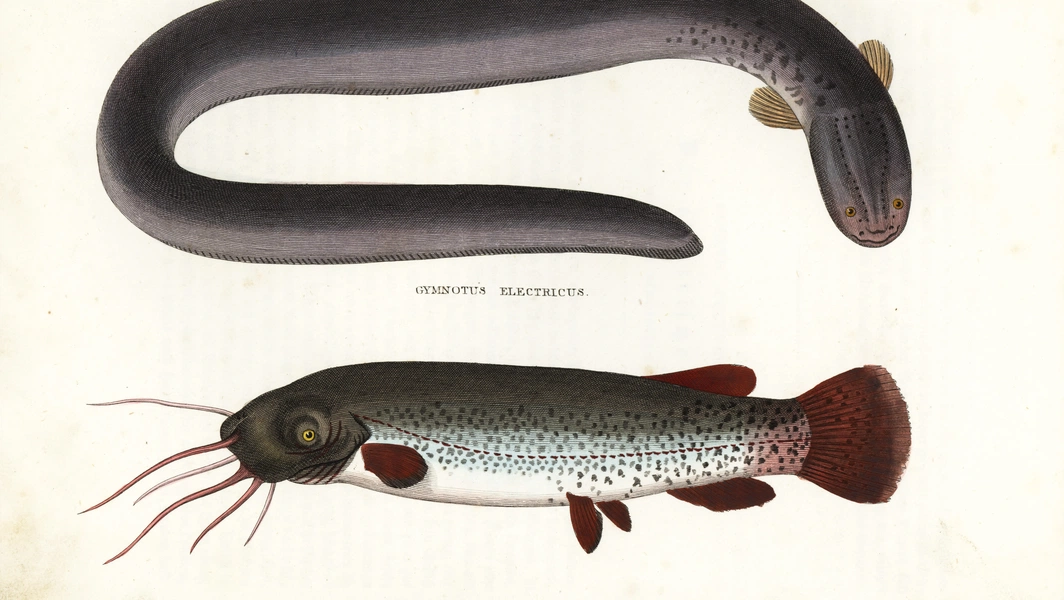 How electric fish light up their world