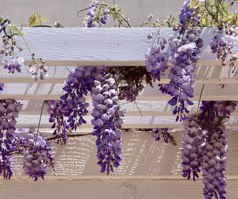 What to do with your wisteria in June to set it up for another ...