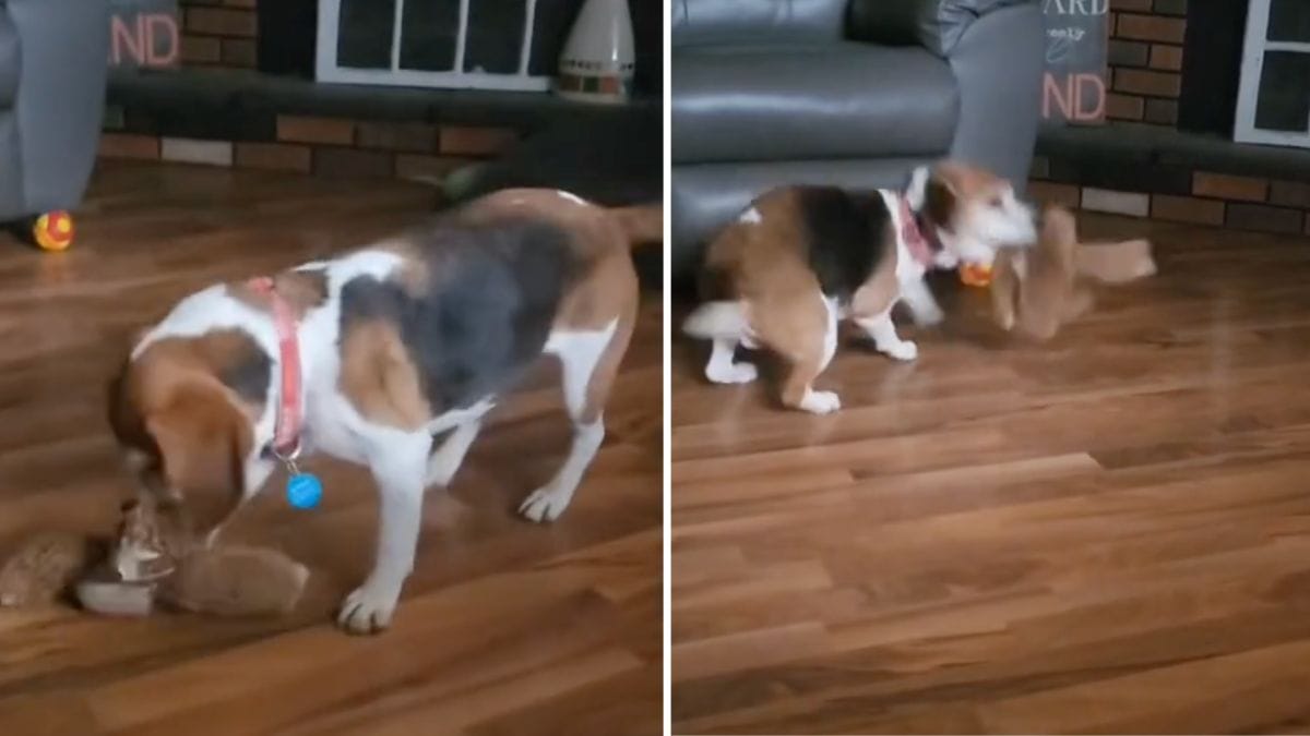 Rescued Labrador dog gets his first ever toy: his reaction says it all ...