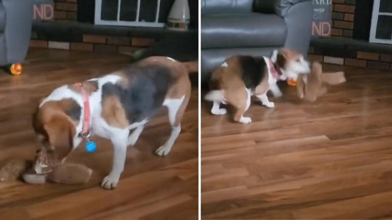 Rescued Labrador dog gets his first ever toy: his reaction says it all ...