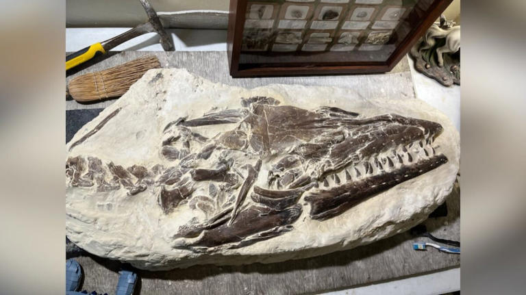 A 12-year-old boy on a field trip found giant 80-million-year-old ...
