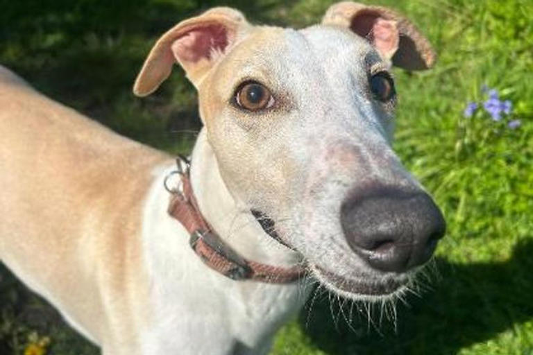 The rescue dogs looking for loving homes including cockapoo, lurcher ...