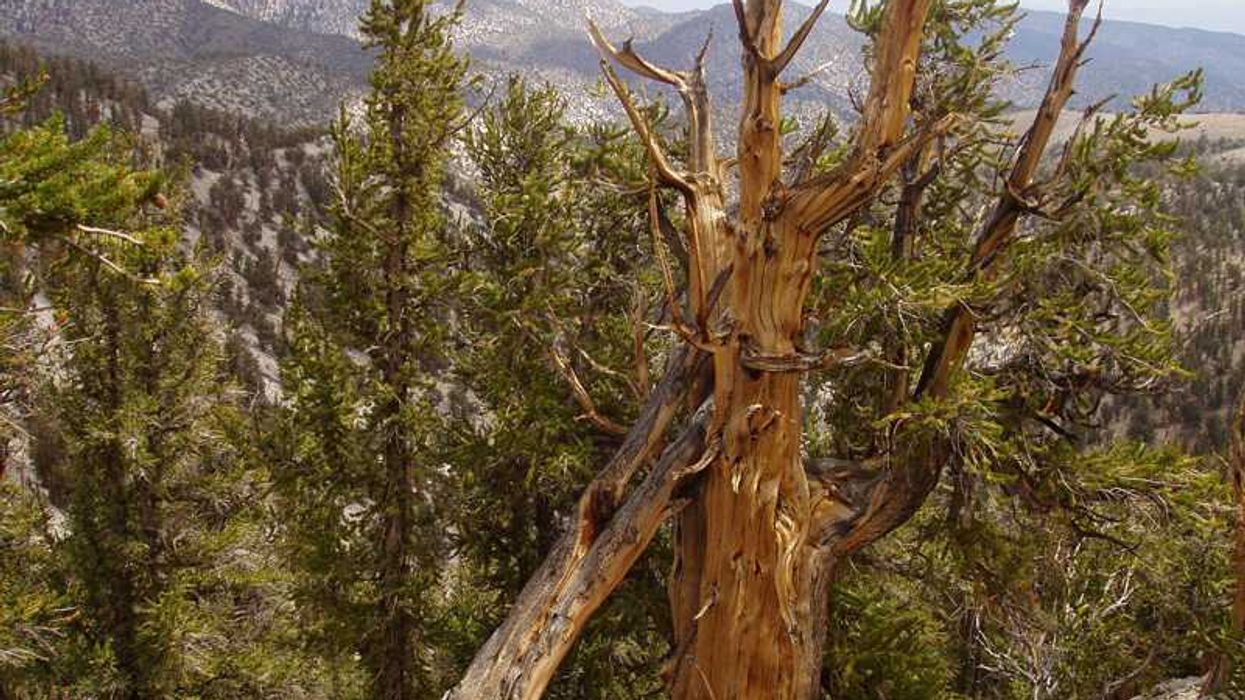 'Appalling' video captures driver wrecking ancient National Park forest
