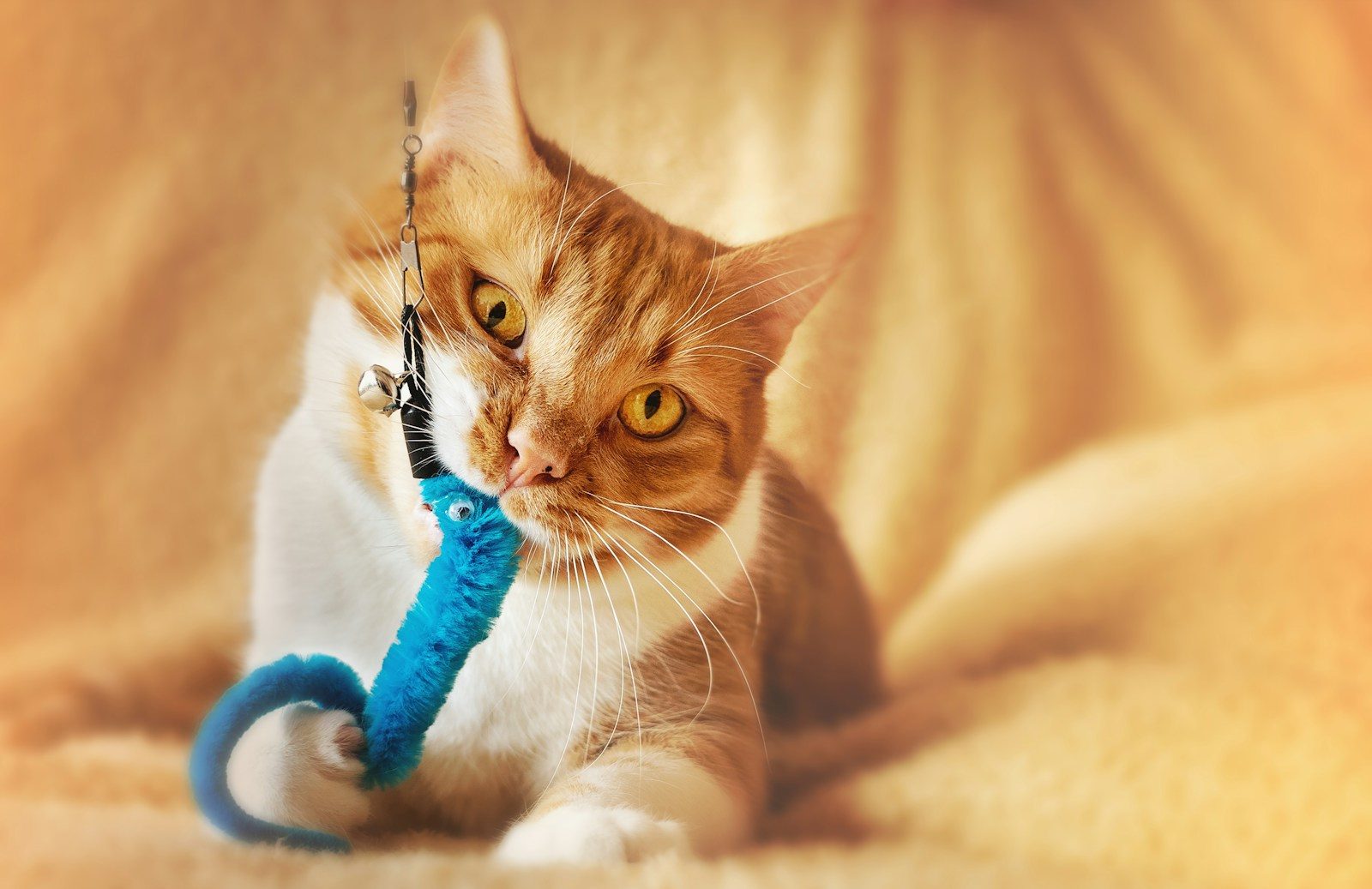 Simple daily games that make your cat deeply happy