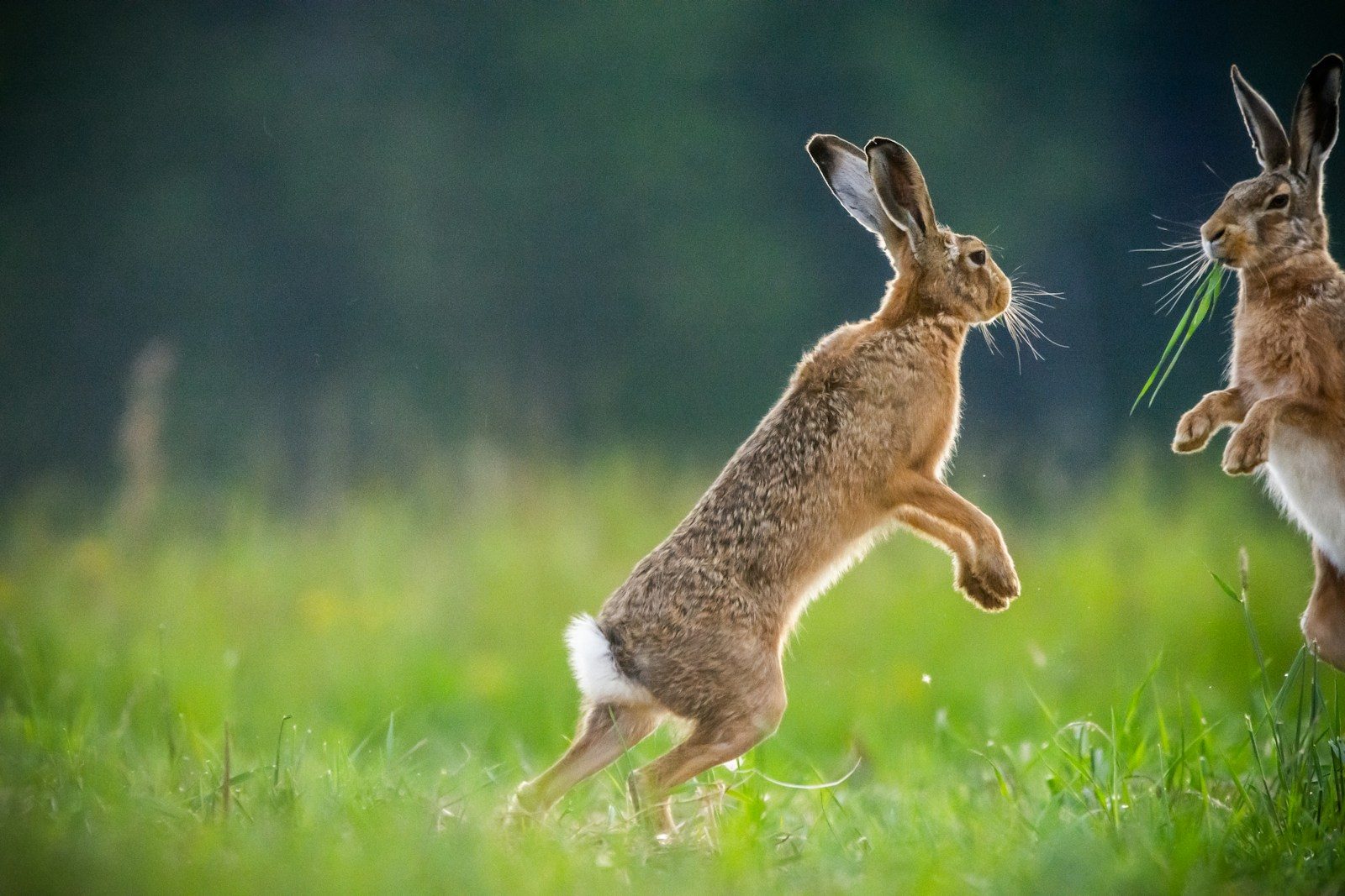 Rare animals most people will never see in real life
