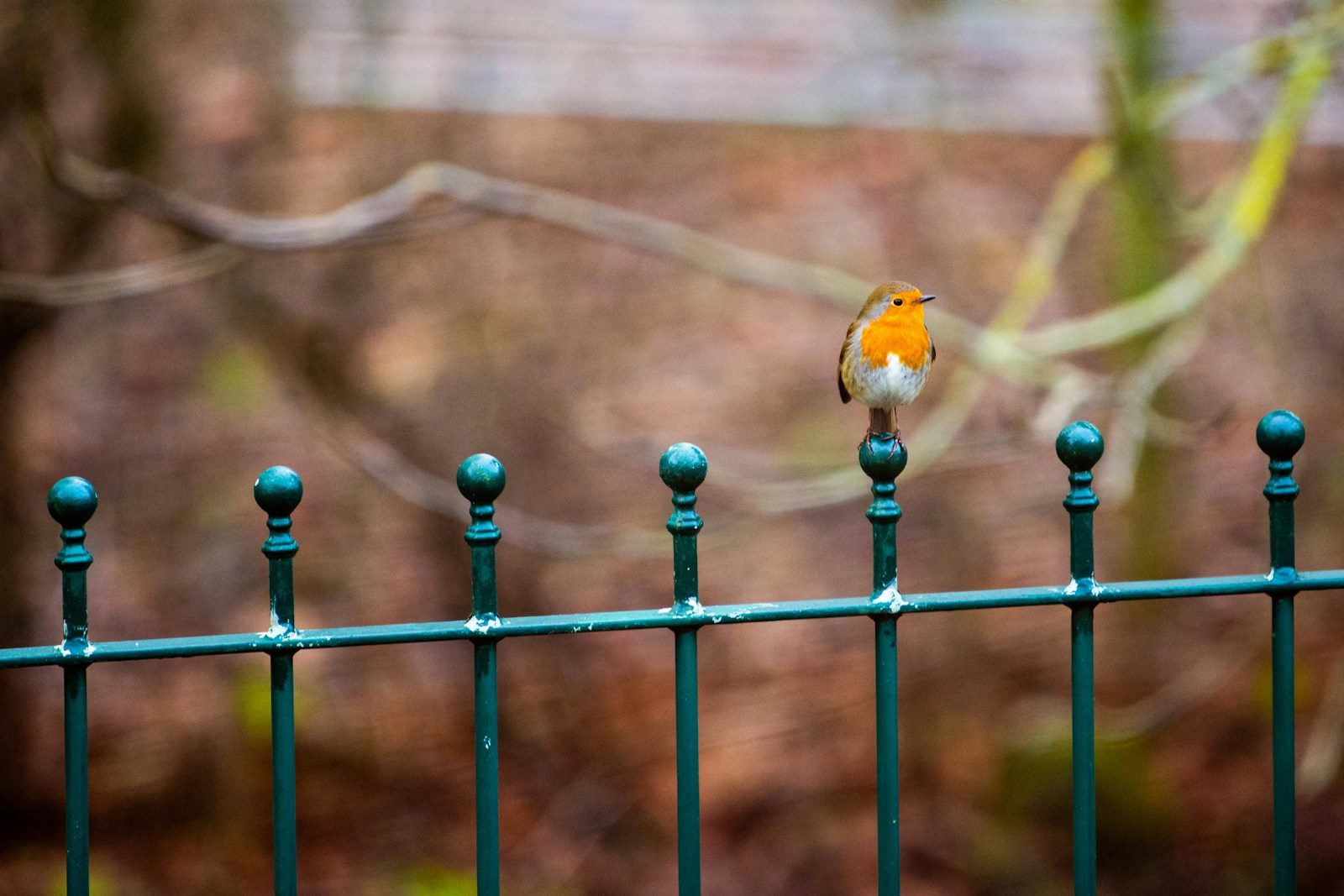 8 little-known garden additions that birds love