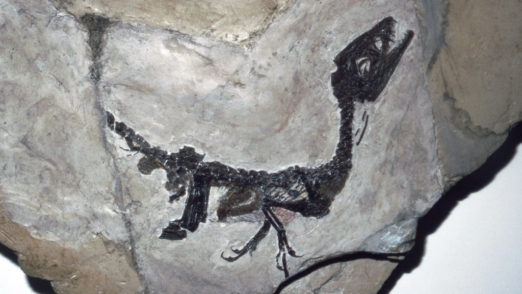 Four-winged dinosaur fossil sheds light on bird evolution