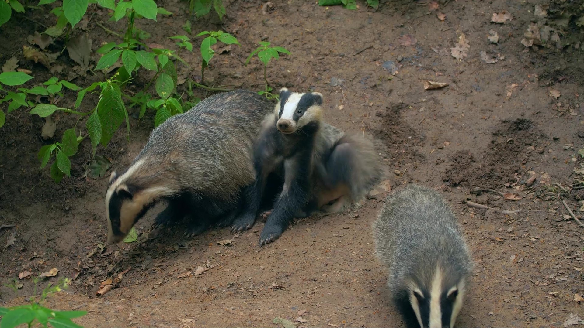 Rare badger family moment reveals life inside the sett
