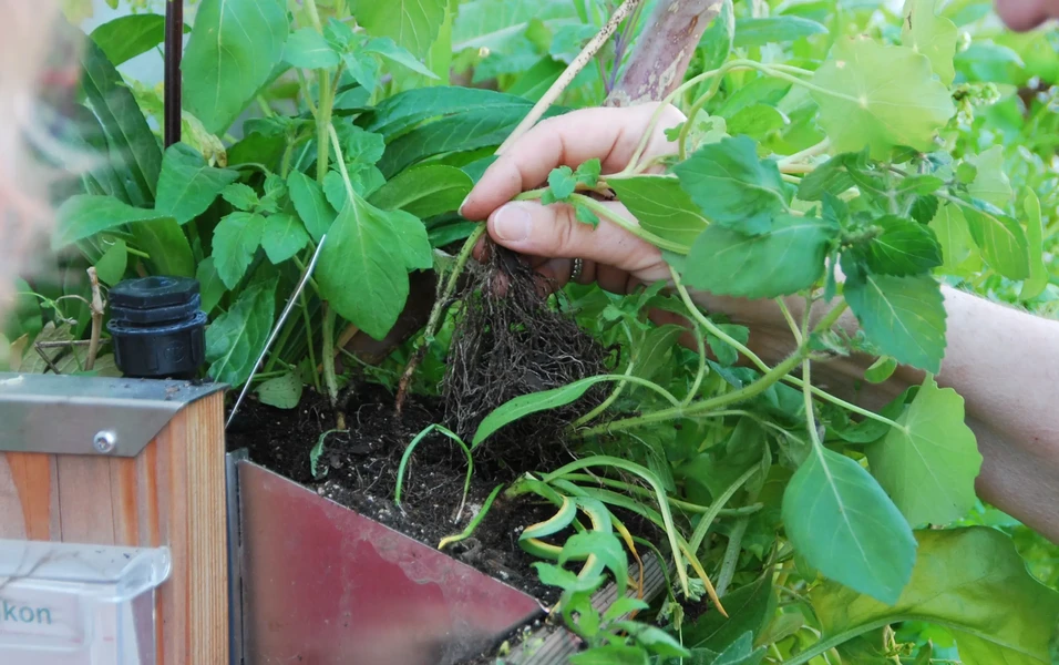 Small space, big garden dreams with containers